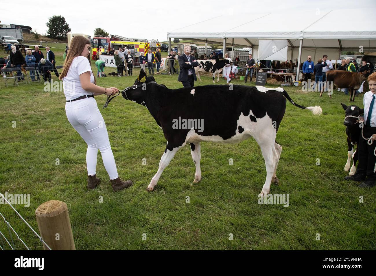 Stubborn young cow hi-res stock photography and images - Alamy