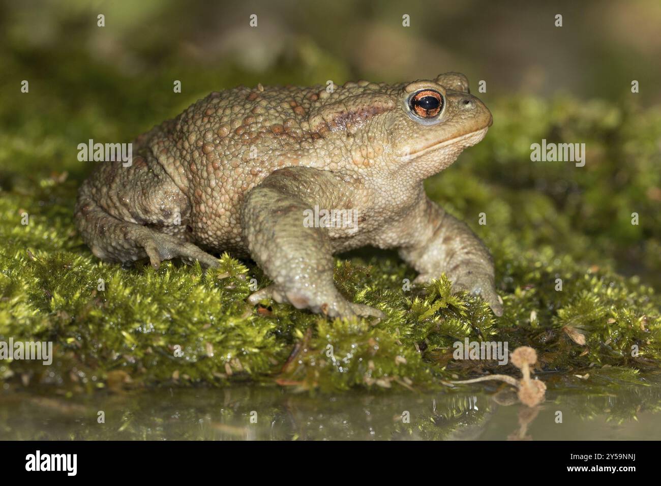 Side view of a male common toad on moss by the water Stock Photo - Alamy