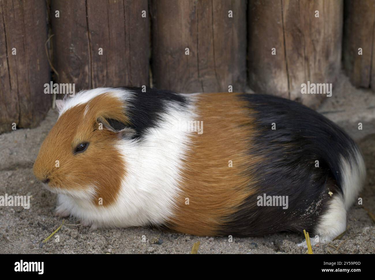 Guinea pig (lat. Cavia apera f. porcellus Stock Photo - Alamy