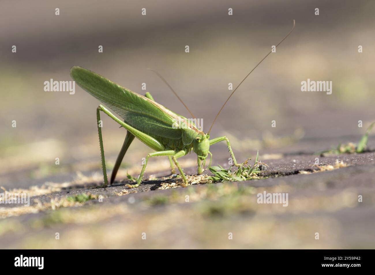 Side view of a large grasshopper laying eggs Stock Photo - Alamy