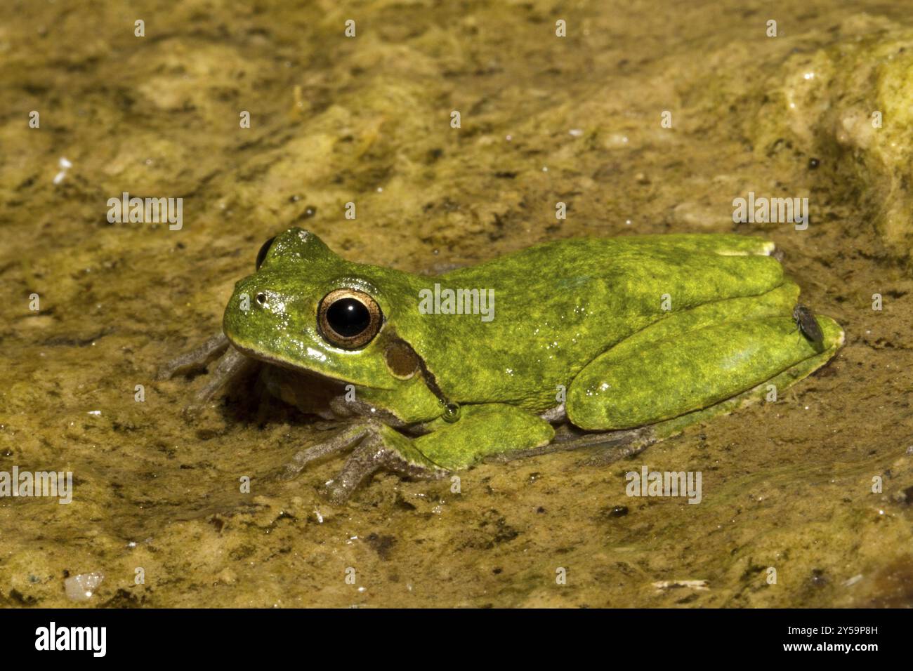 Sardinian tree frog sitting in a stream Stock Photo - Alamy