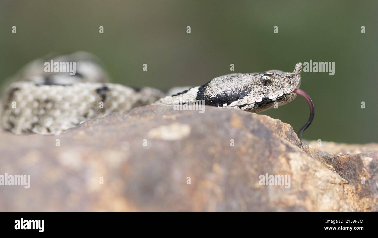 A lambent viper in side view on a stone Stock Photo - Alamy
