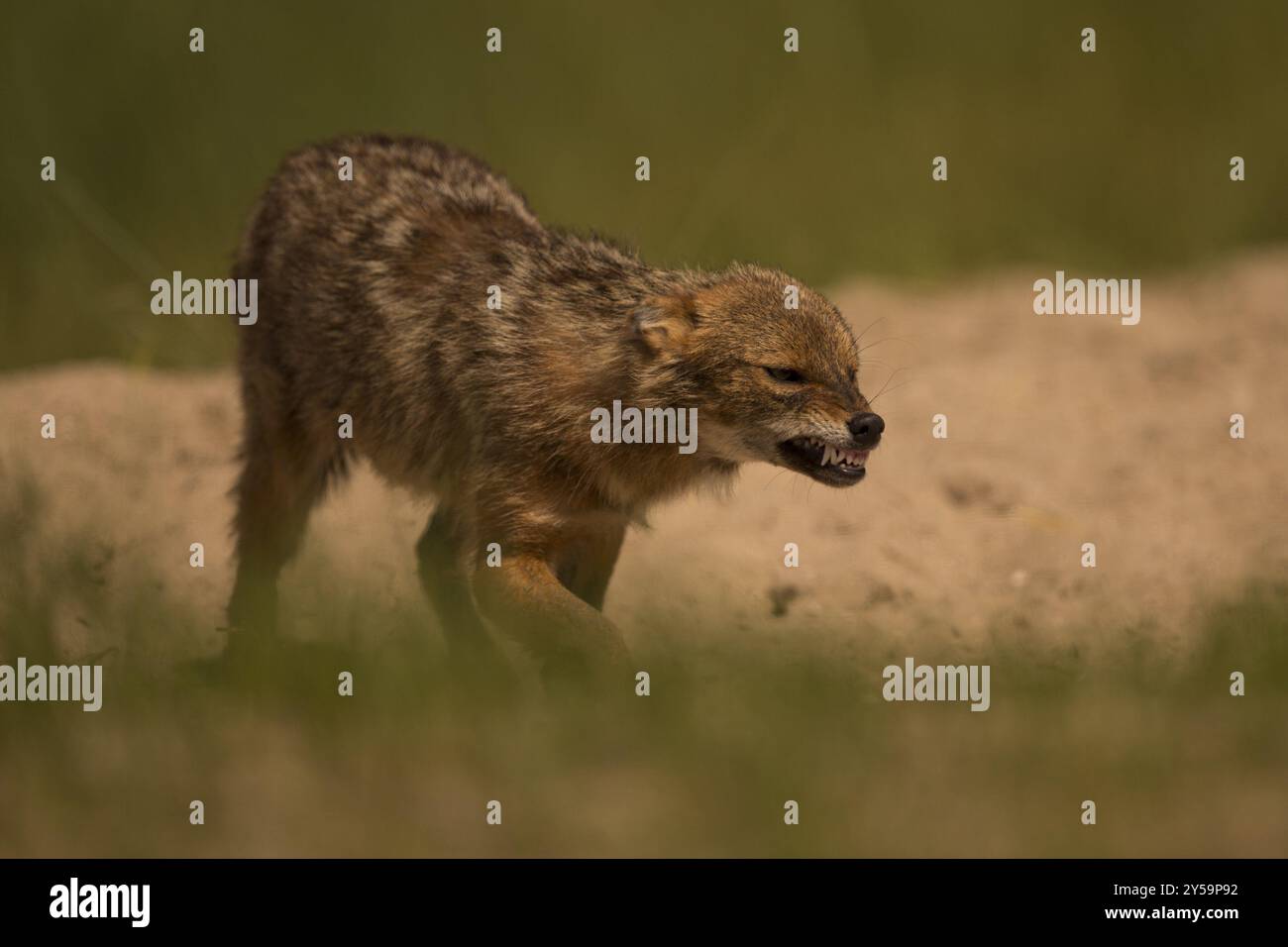 A golden jackal threatens, side view Stock Photo - Alamy