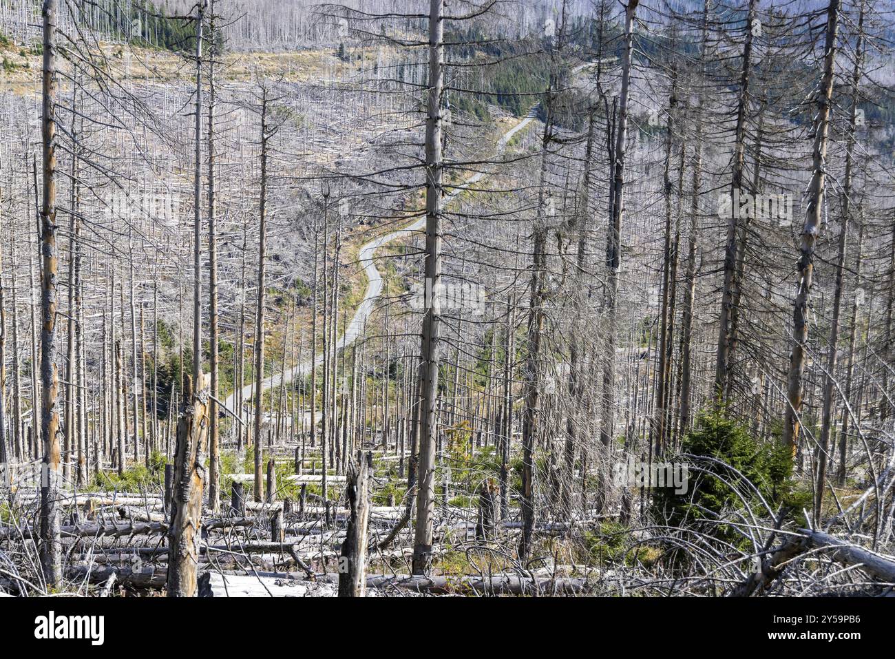 Dead Harz forest Forest dieback due to bark beetle Stock Photo - Alamy