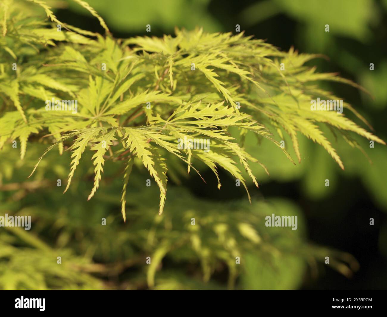 Downy Japanese Maple Stock Photo - Alamy
