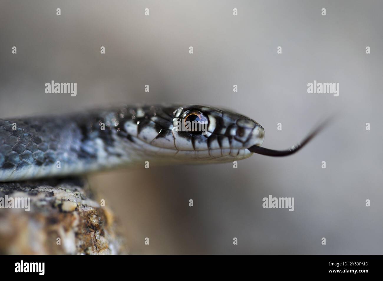 Whip snakes hi-res stock photography and images - Alamy