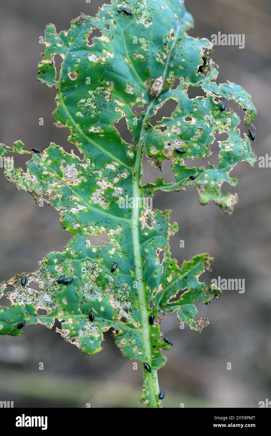 Cabbage flea beetle, Phyllotreta sp., feeding on the rapeseed leaf ...