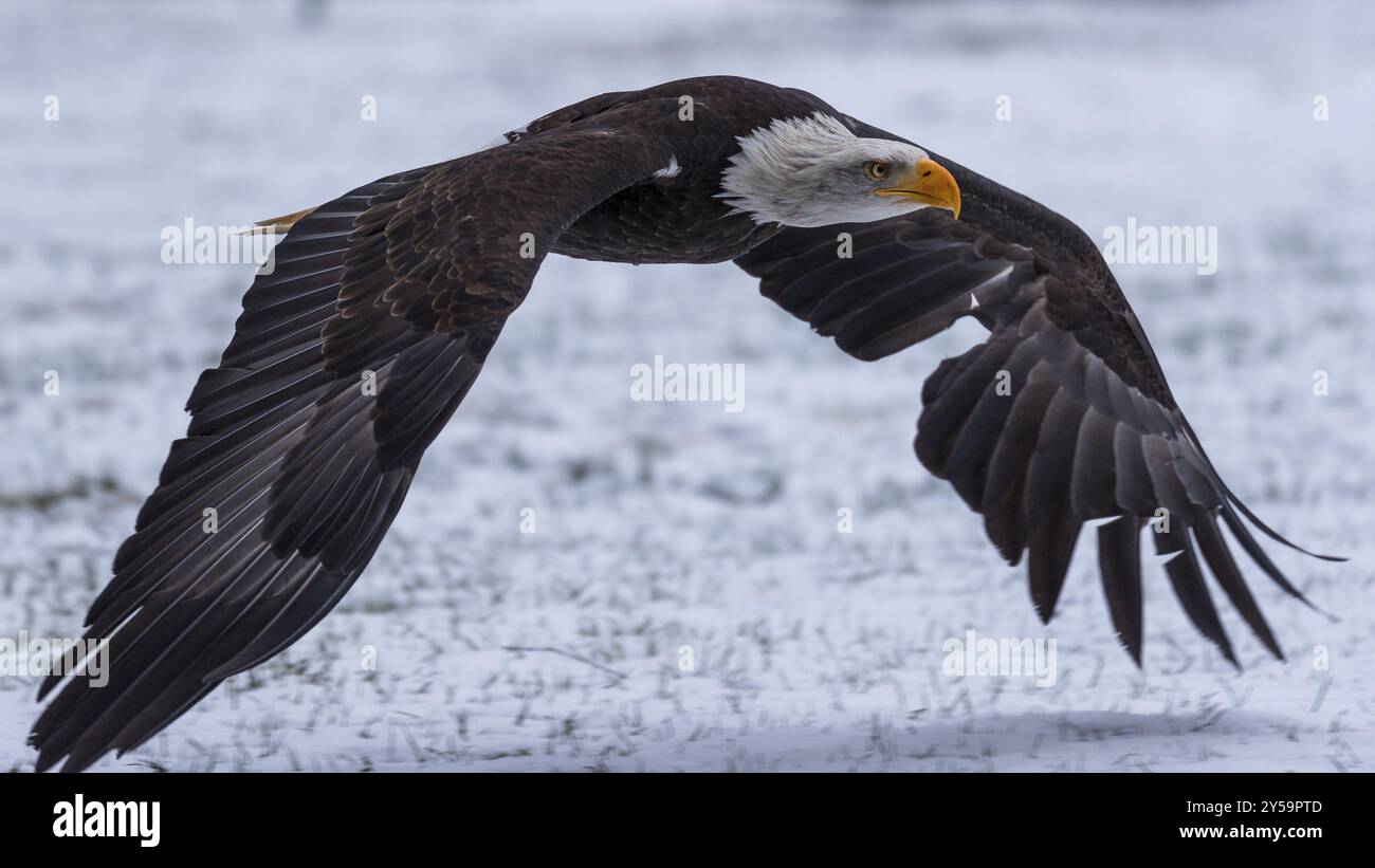 Side view of a bald eagle flying low over a snow-covered meadow Stock ...
