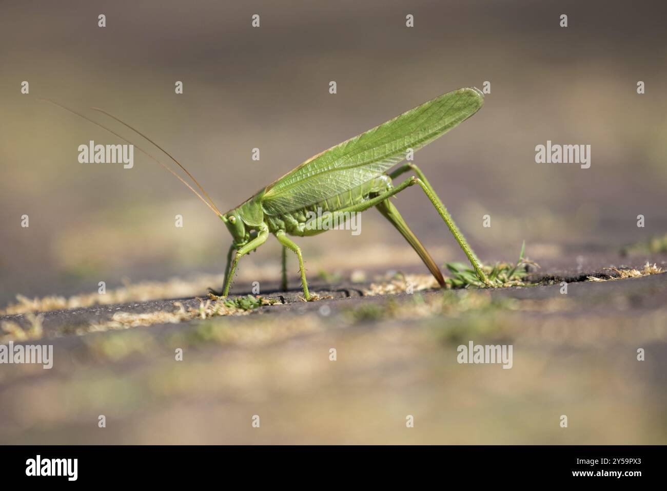 A large grasshopper laying eggs Stock Photo - Alamy