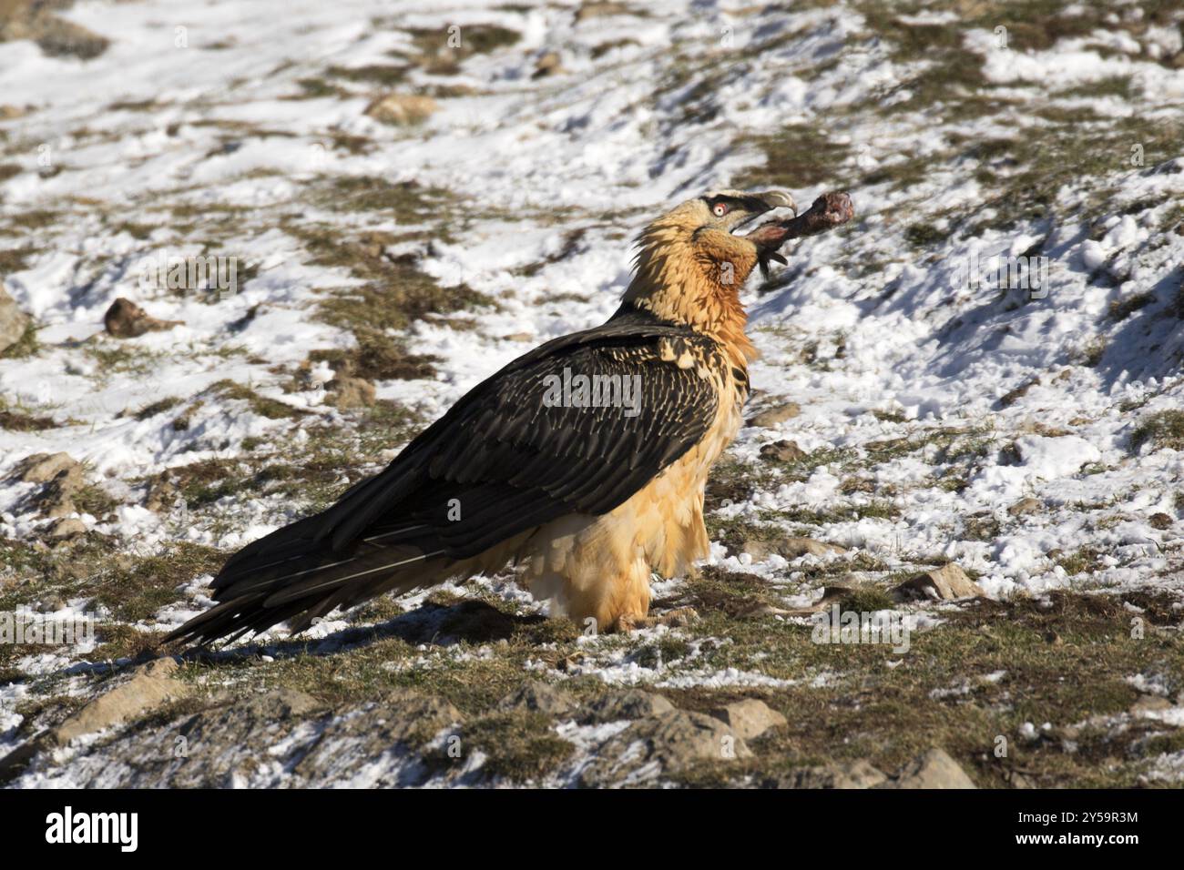 A bearded vulture tries to devour a bone Stock Photo - Alamy