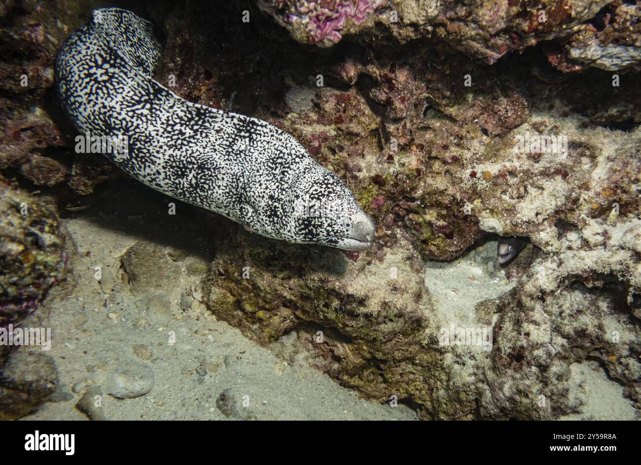 Snowflake Moray Eel, The Maldives Stock Photo - Alamy