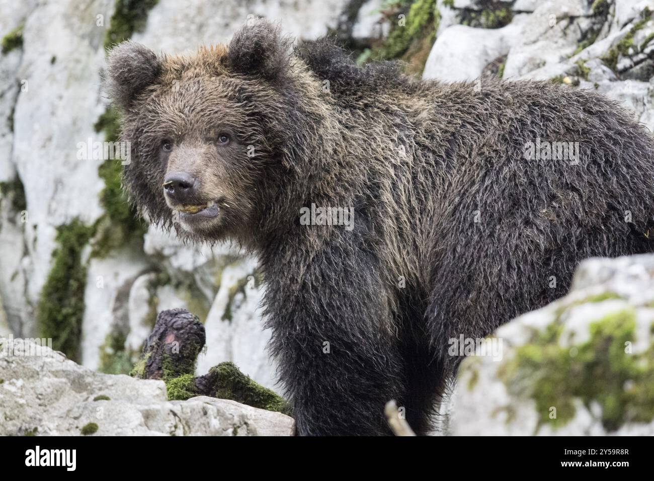 Side view of a young brown bear standing between karst rocks Stock ...