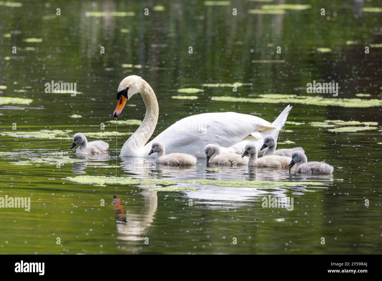 Offspring Swan Swan family Stock Photo - Alamy