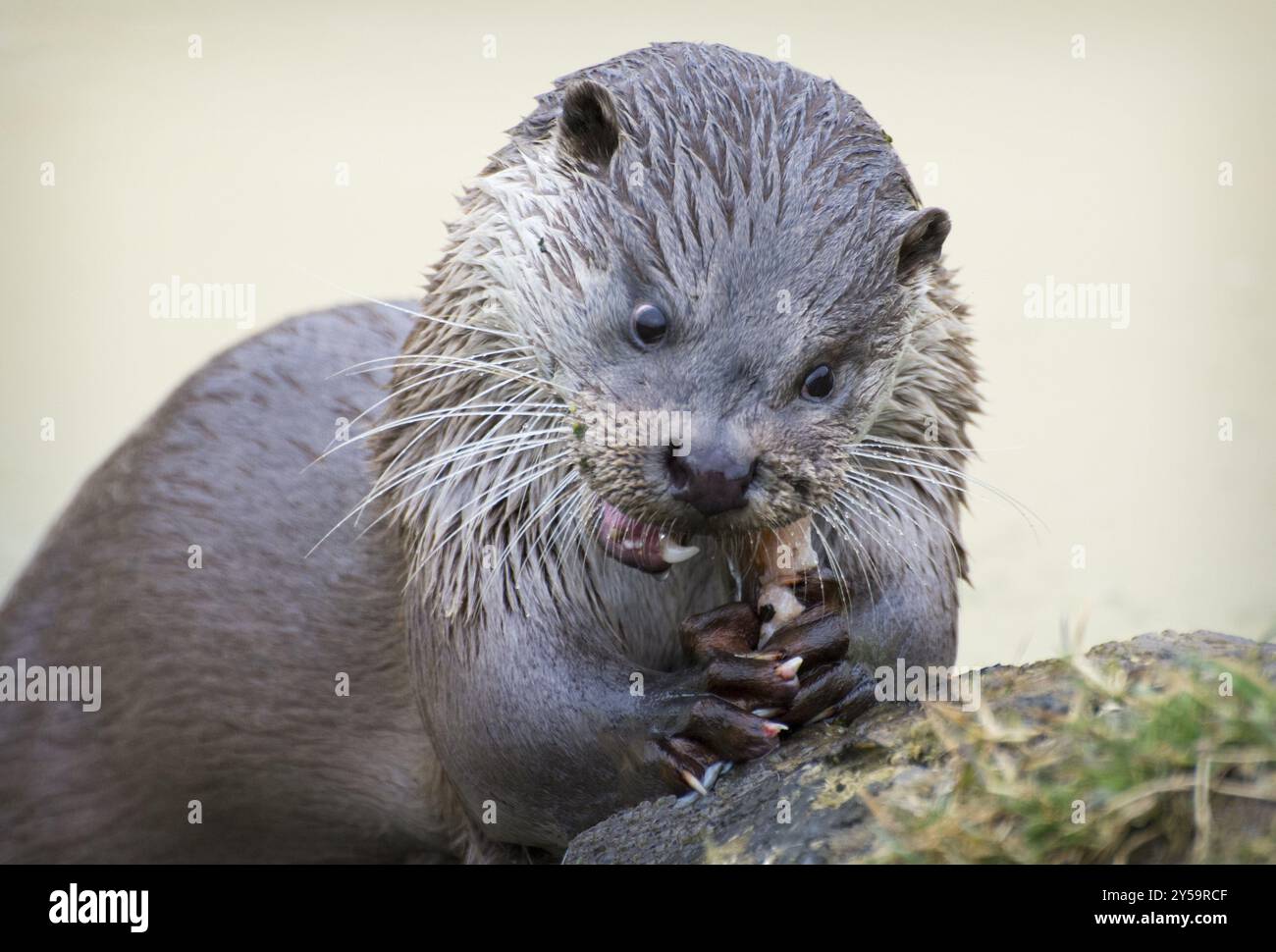 Captive animals hi-res stock photography and images - Alamy