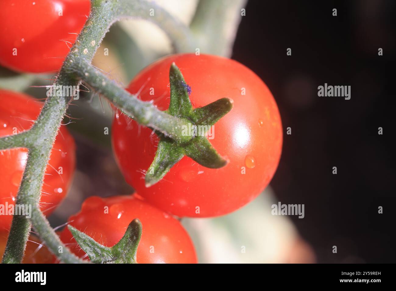 Urban balcony tomato plants hi-res stock photography and images - Alamy