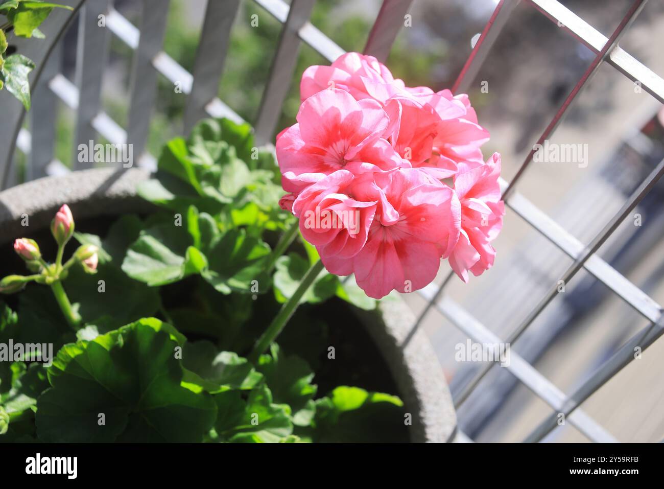 Geraniums growing in container pots on a London balcony, UK Stock Photo ...