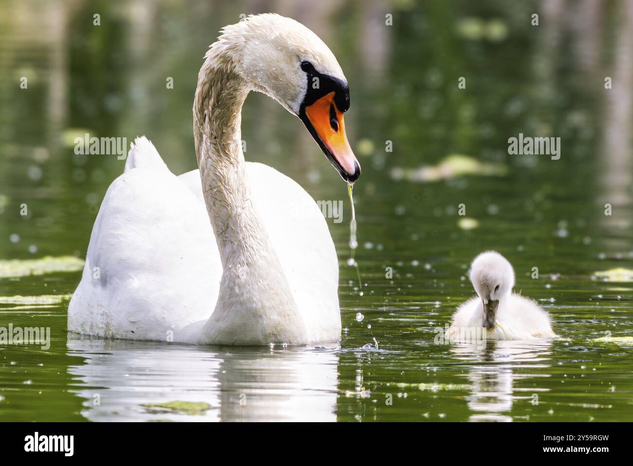 Animals wildlife birds swan family hi-res stock photography and images ...