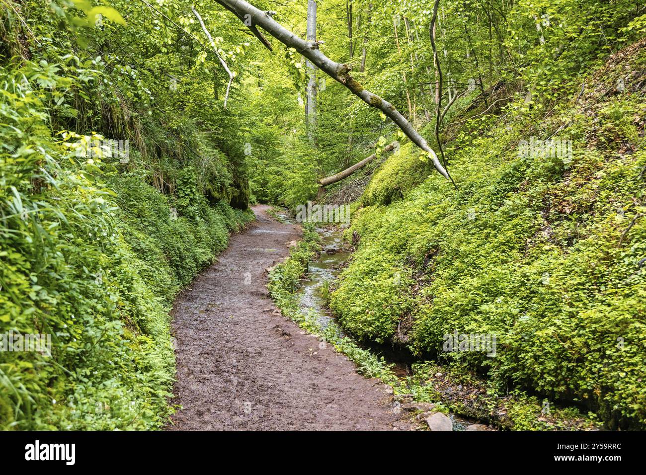 Hiking in the Dragon Gorge Eisenach Thuringia Stock Photo - Alamy