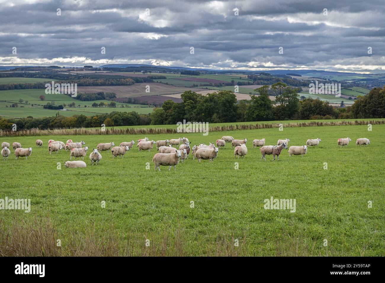 Sheep Grazing in the Scottish Borders Stock Photo - Alamy