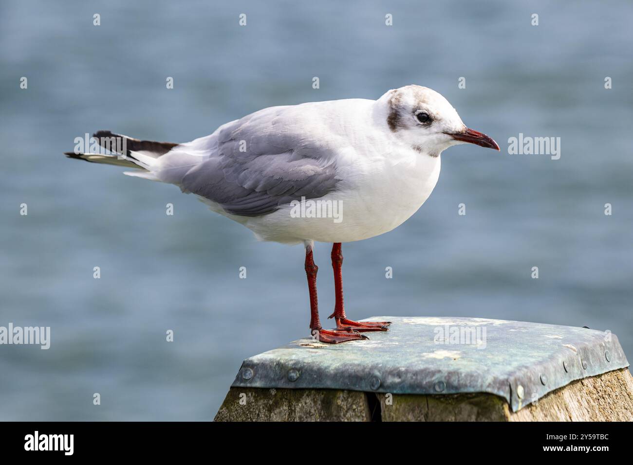 Close up shot seagulls hi-res stock photography and images - Alamy
