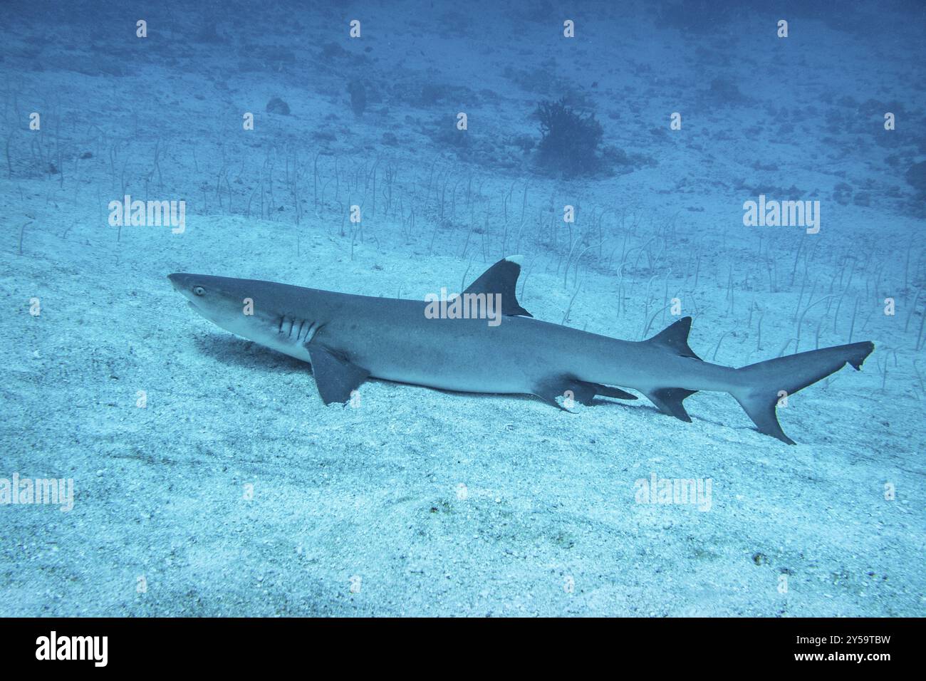 Shark in natural habitat hi-res stock photography and images - Alamy
