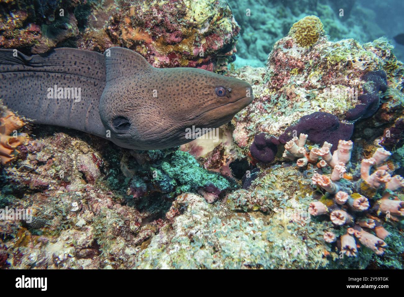 Java moray eels hi-res stock photography and images - Alamy