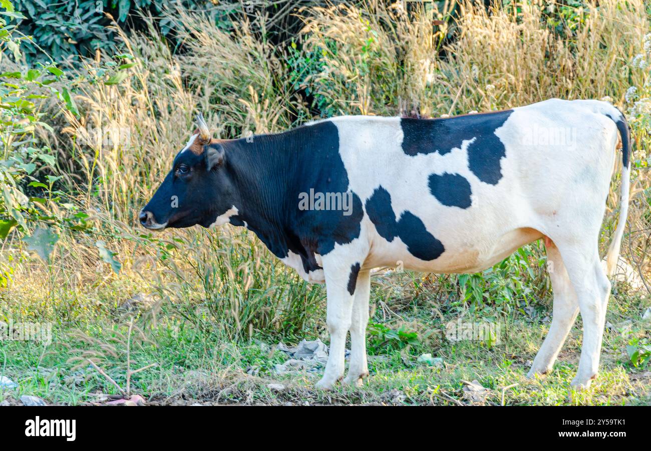 Black and white holstein cow standing Stock Photo - Alamy