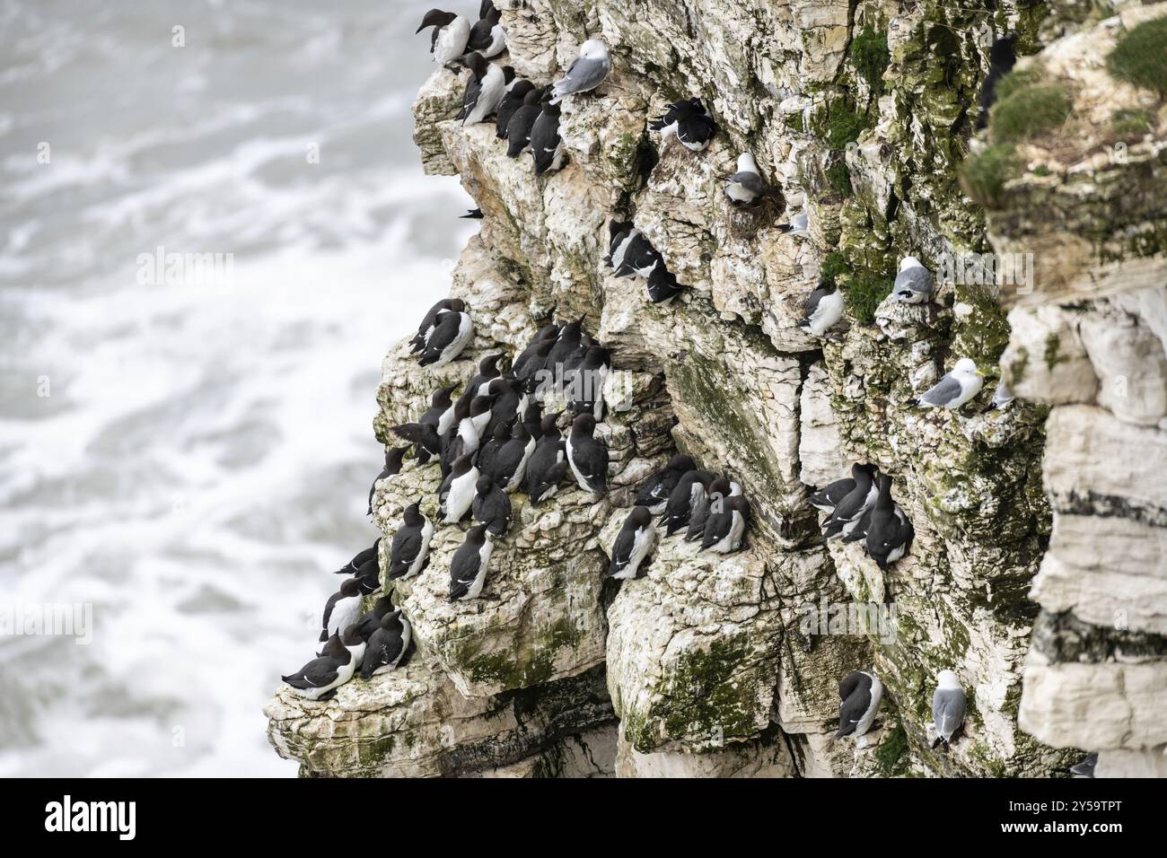Birds nesting on Bempton Cliffs, Yorkshire, England, United Kingdom ...