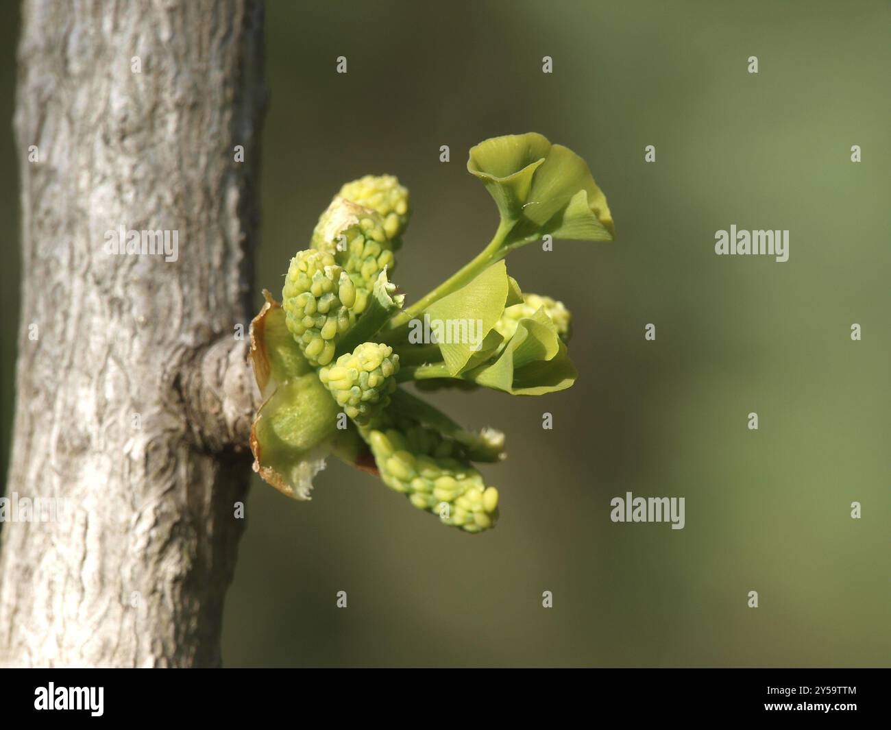Male flower of a ginkgo biloba Stock Photo - Alamy
