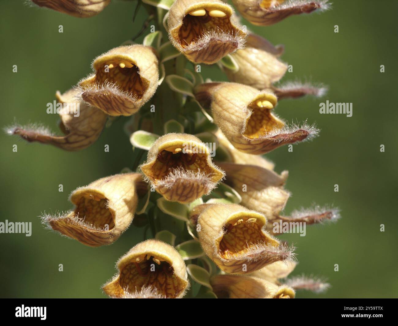 Ferruginea plant hi-res stock photography and images - Alamy