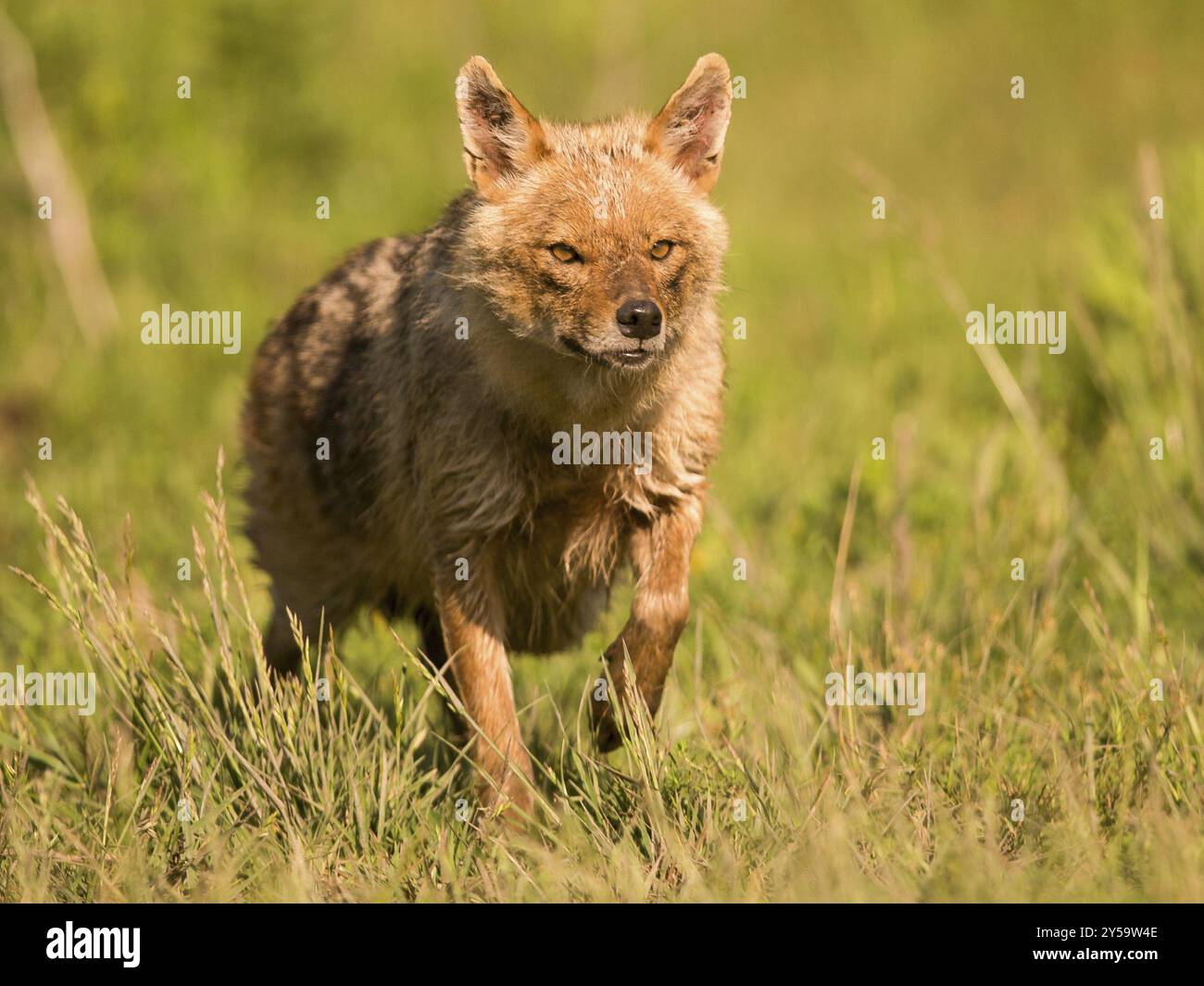 Golden jackal runs head-on towards the camera Stock Photo - Alamy