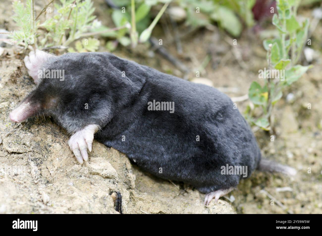 Aquitaine mole in side view in Spain Stock Photo - Alamy