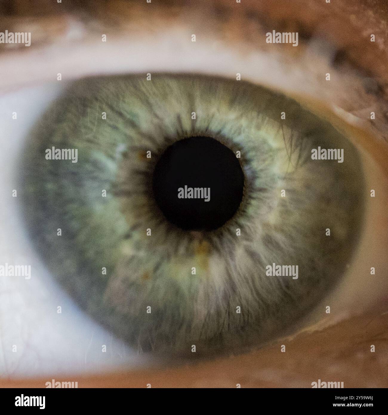 Macro image of a human eye Stock Photo - Alamy