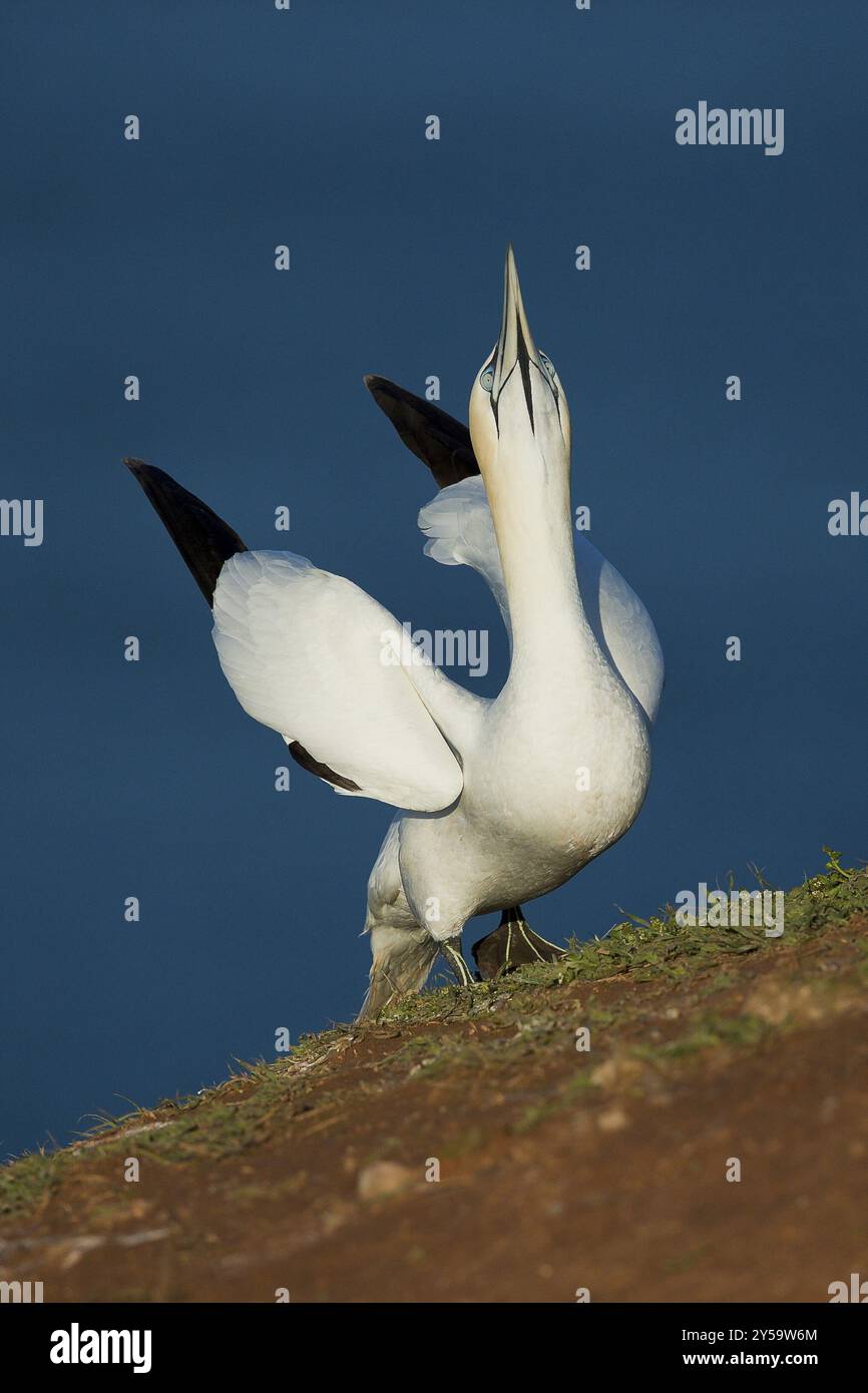 A northern gannet spreads its wings and stretches its neck high during ...