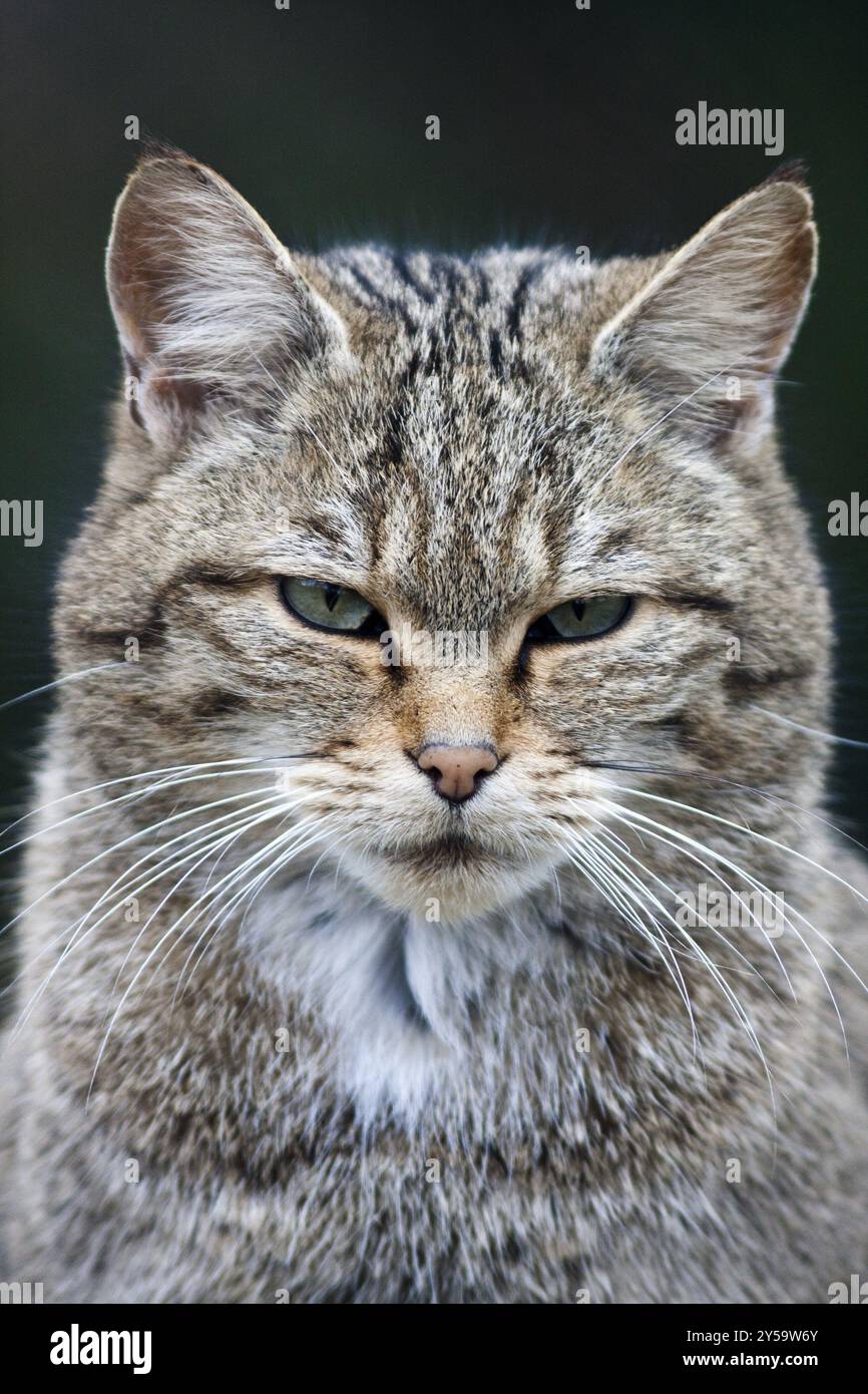 Head and chest of a sitting wildcat Stock Photo - Alamy