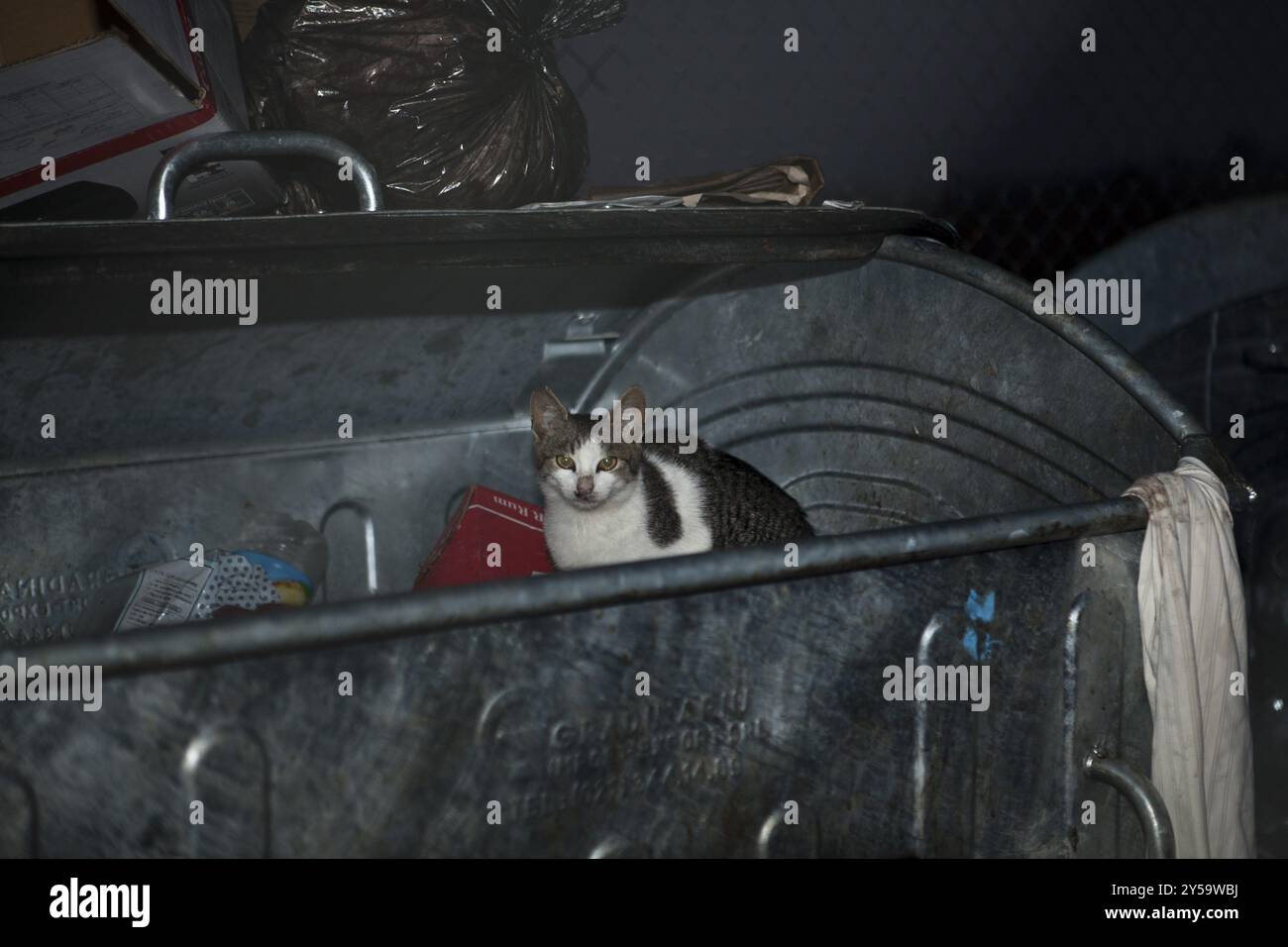 Cat sits in a rubbish container Stock Photo - Alamy