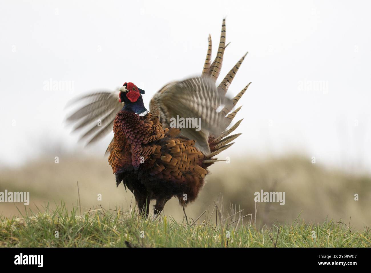 A pheasant flapping its wings during mating Stock Photo - Alamy