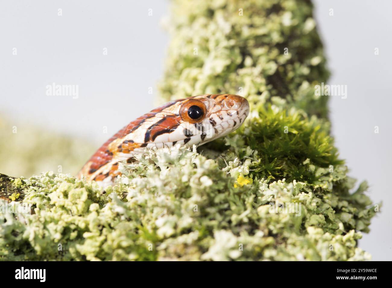 Corn snake head in side view between branches Stock Photo - Alamy