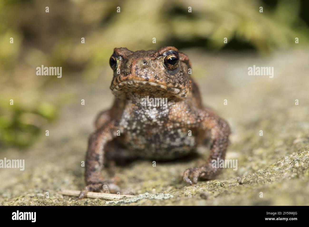 Front view of a small 3 cm long common toad Stock Photo - Alamy