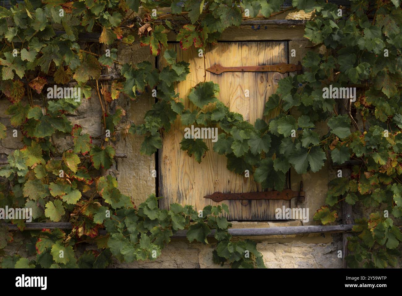 Grape vines hanging over the stone wall and wooden trapdoor from an old ...