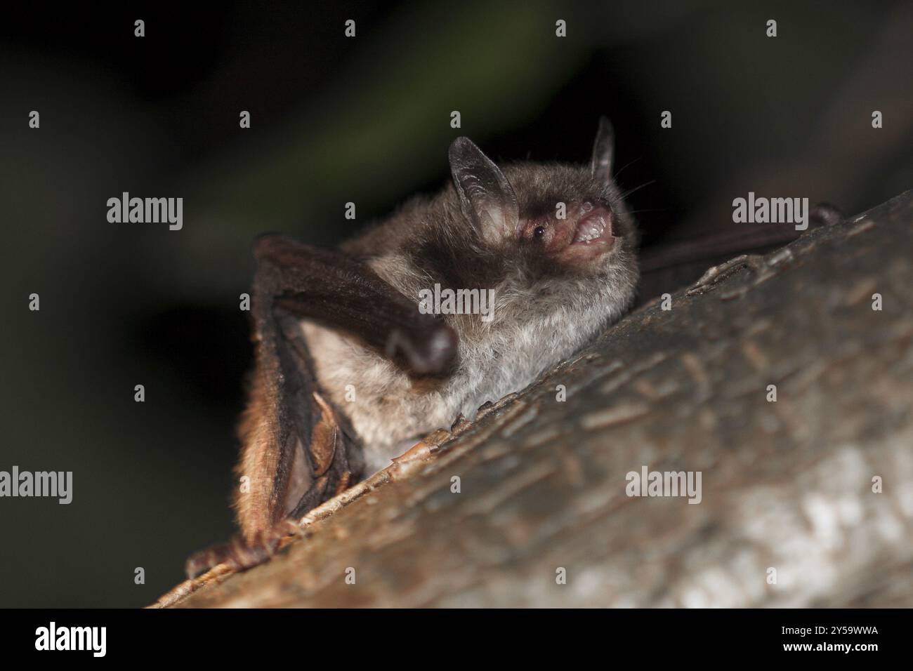 Side view of a water bat in front of the Schee tunnel in Wuppertal ...