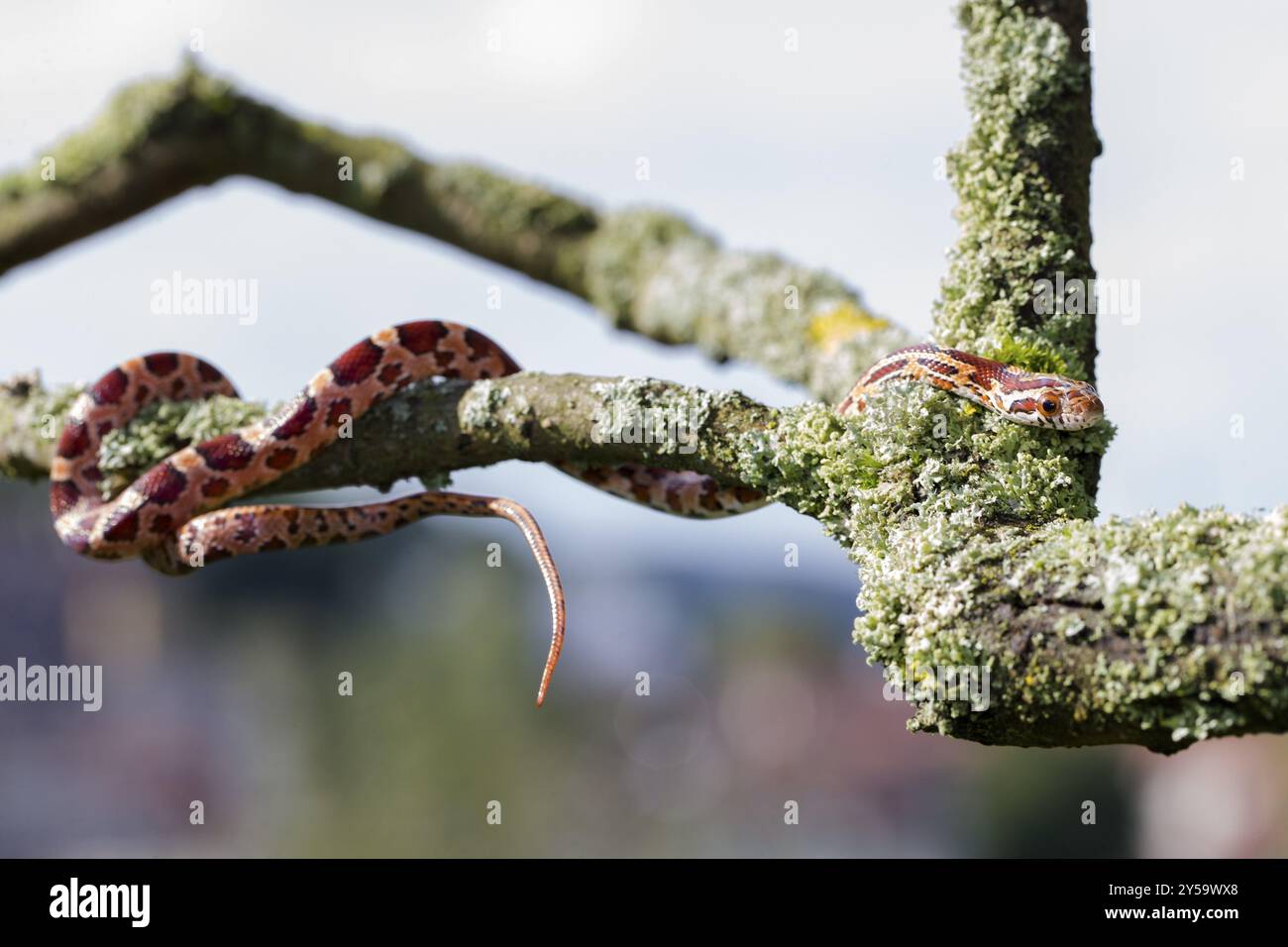 Corn snake on a branch in side view Stock Photo - Alamy