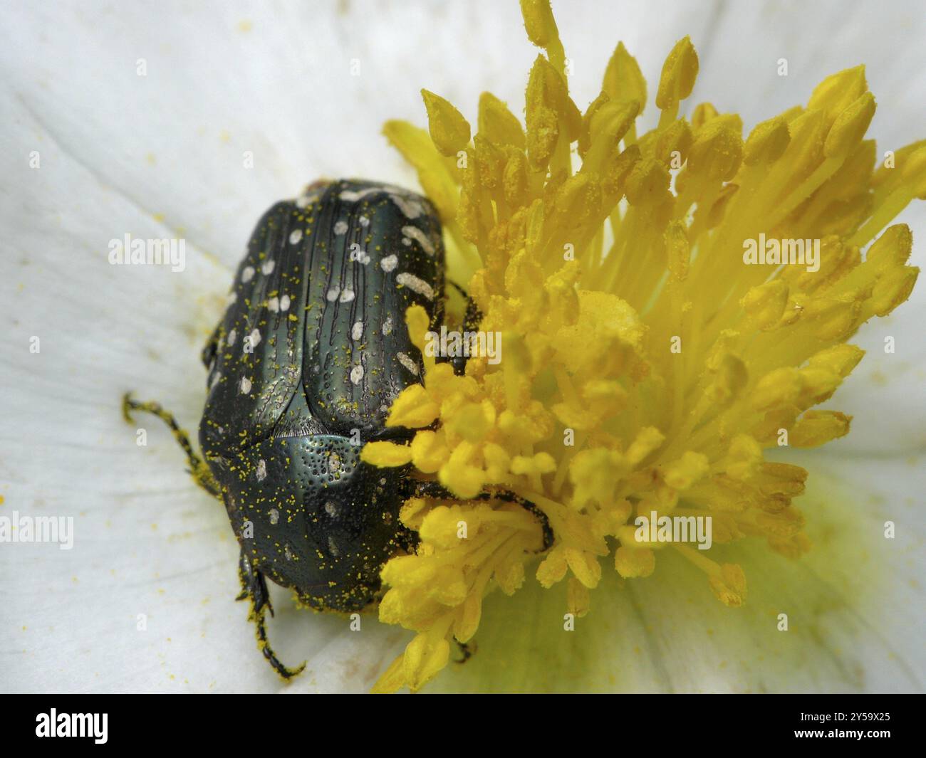 Leaf horned beetle Stock Photo - Alamy