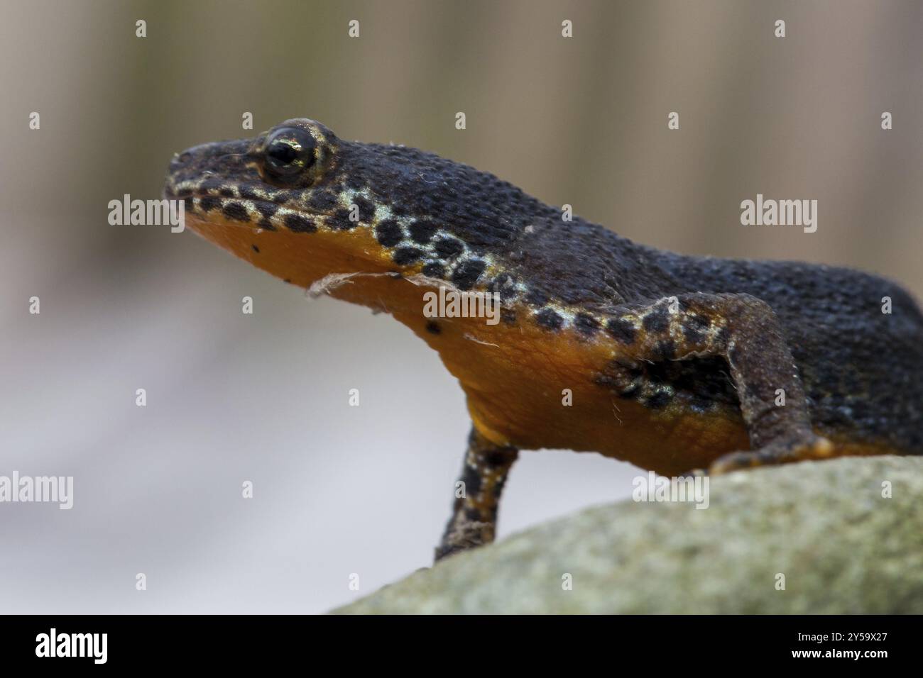 Side view of the front body of a male alpine newt during moulting Stock ...