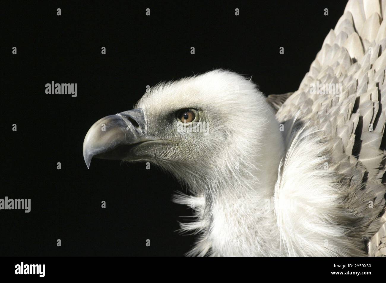 A side view of a griffon vulture's head against a black background ...