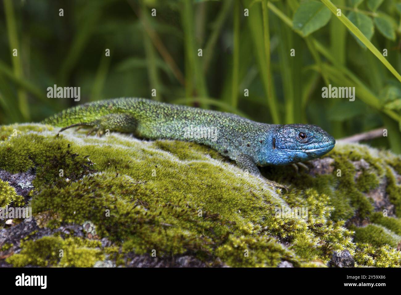 A Western green lizard sunbathing on a mossy stone in the Auvergne ...