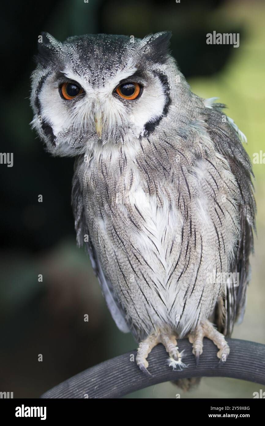 White-faced owl in front view Stock Photo - Alamy