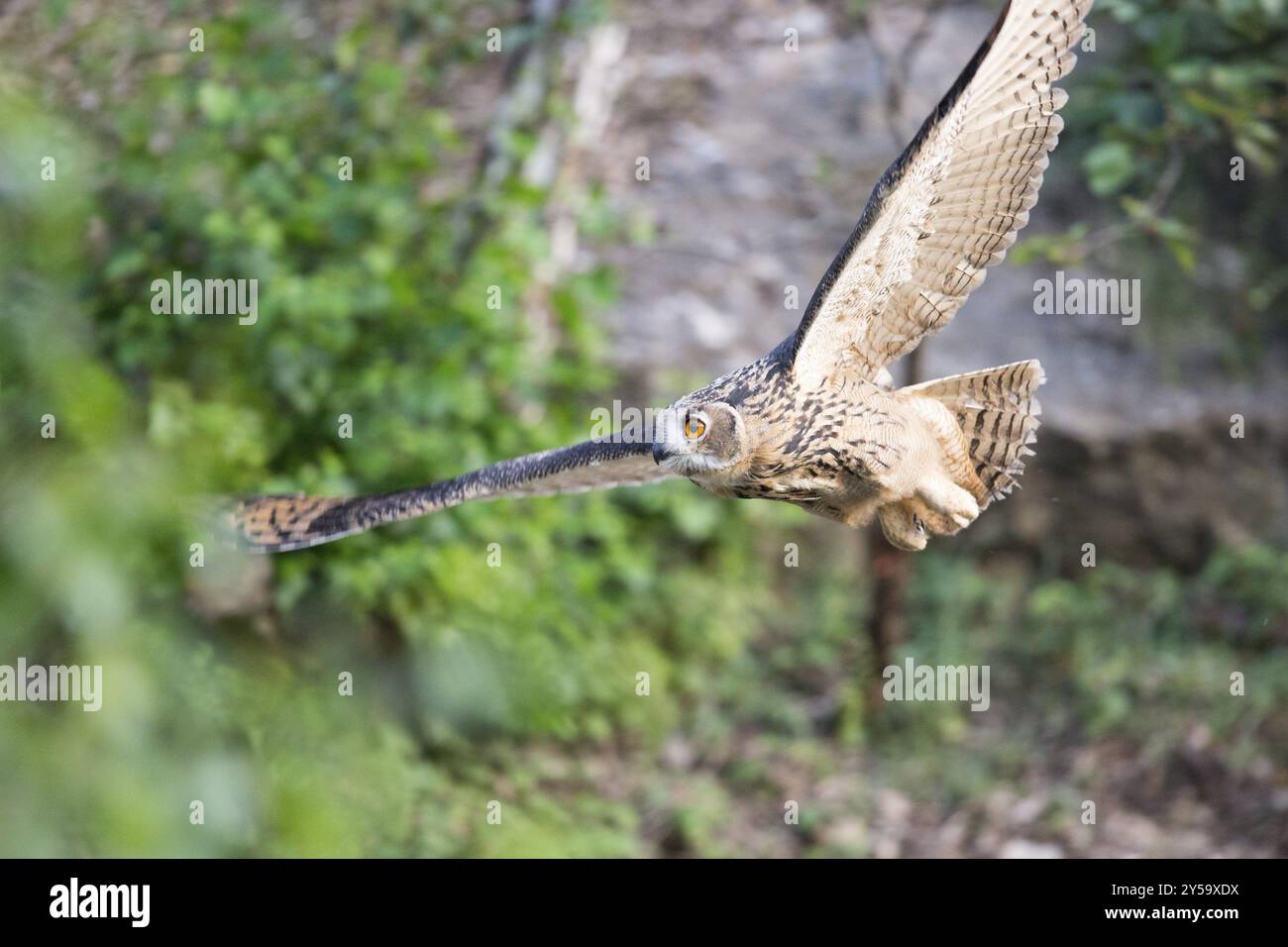 An eagle owl flies in front of a quarry background, with the underside ...