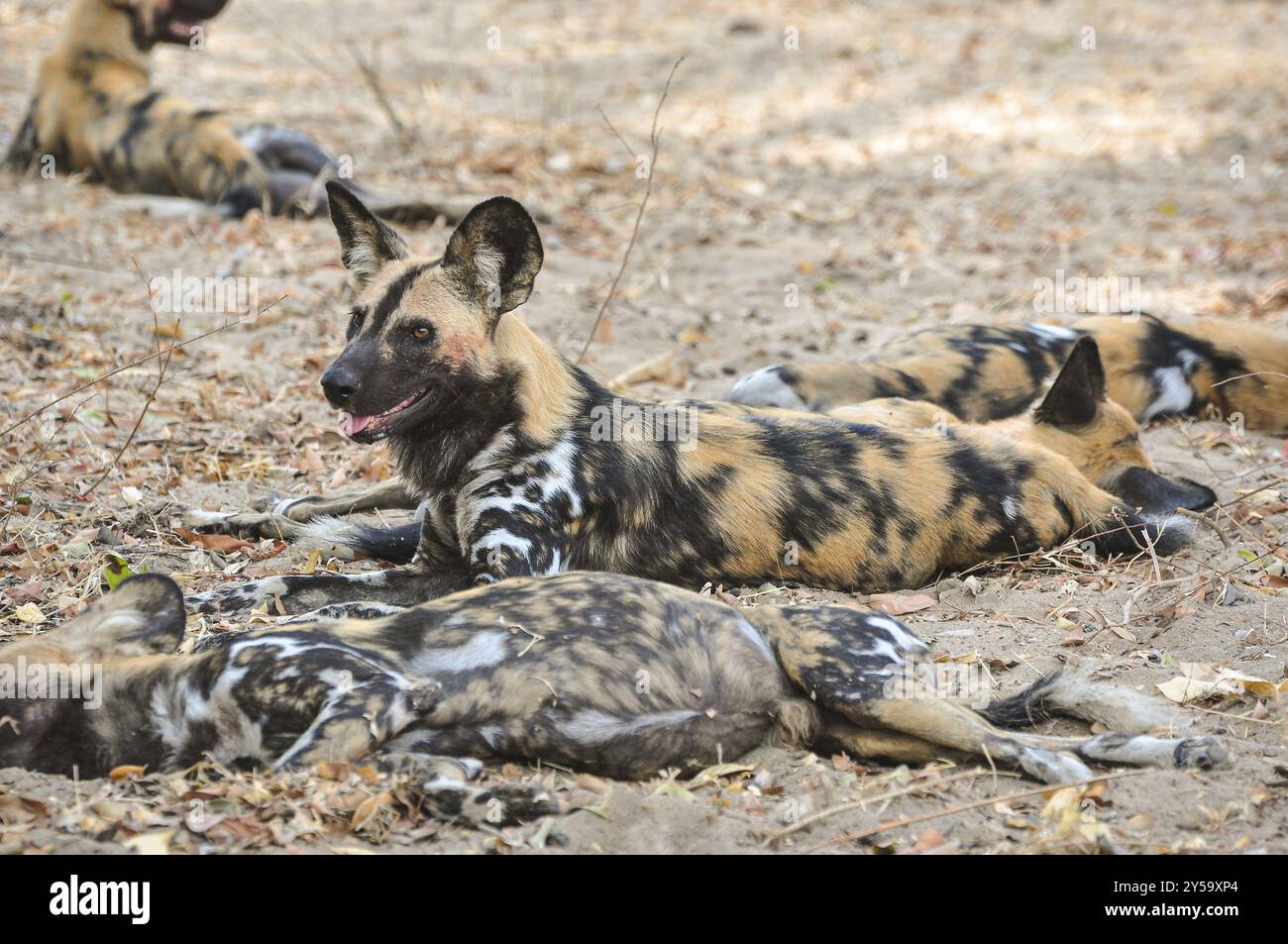 African Hunting Dogs, Resting after after hunt in the Selous Game ...