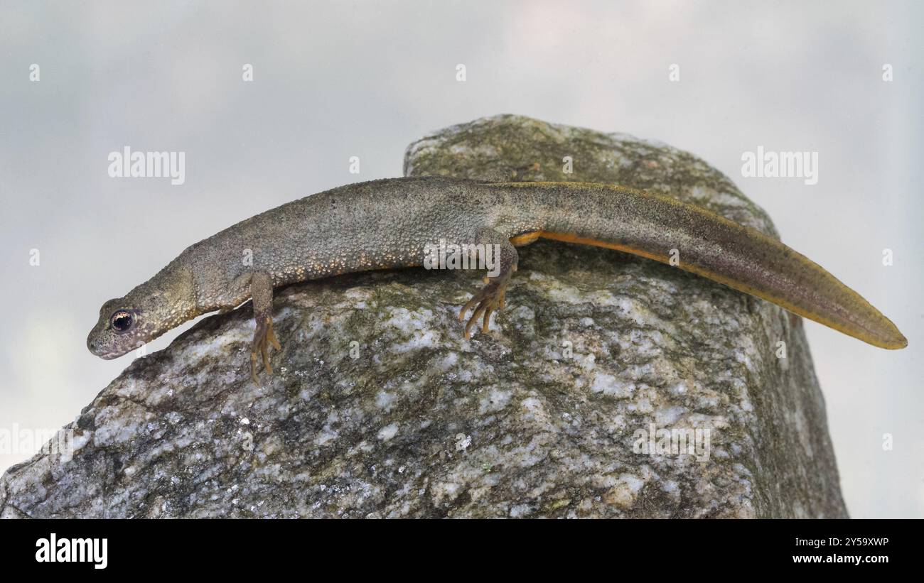A Balkan crested newt female in side view under water Stock Photo - Alamy